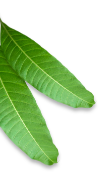 Conócenos - Chiveria